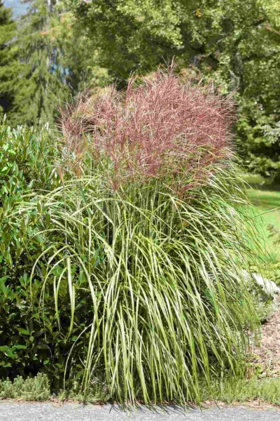 Miscanthus sinensis (Olifantsgras) kopen P9 | Heijnen Planten