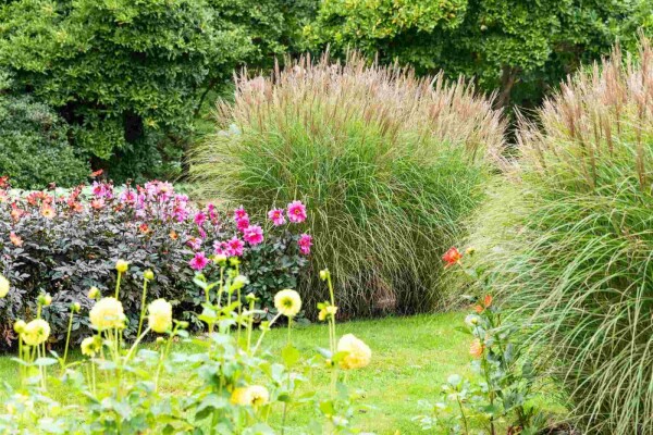Miscanthus sinensis (Olifantsgras) kopen P9 | Heijnen Planten