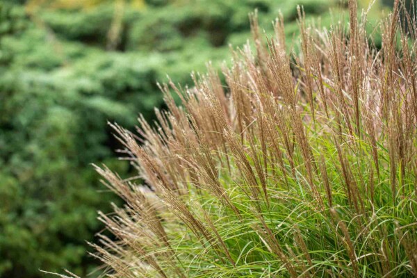 Miscanthus sinensis (Olifantsgras) kopen P9 | Heijnen Planten