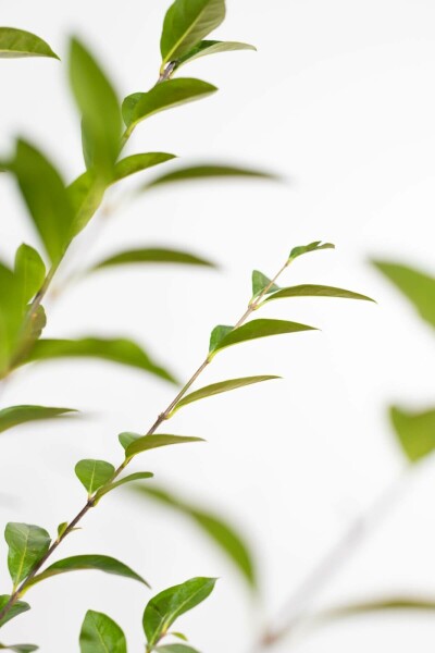 Haagliguster Ligustrum Ovalifolium Haag 80-100 Wortel | Heijnen Planten